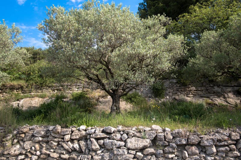 Olive Tree in Provence in France Stock Photo - Image of view, valley ...