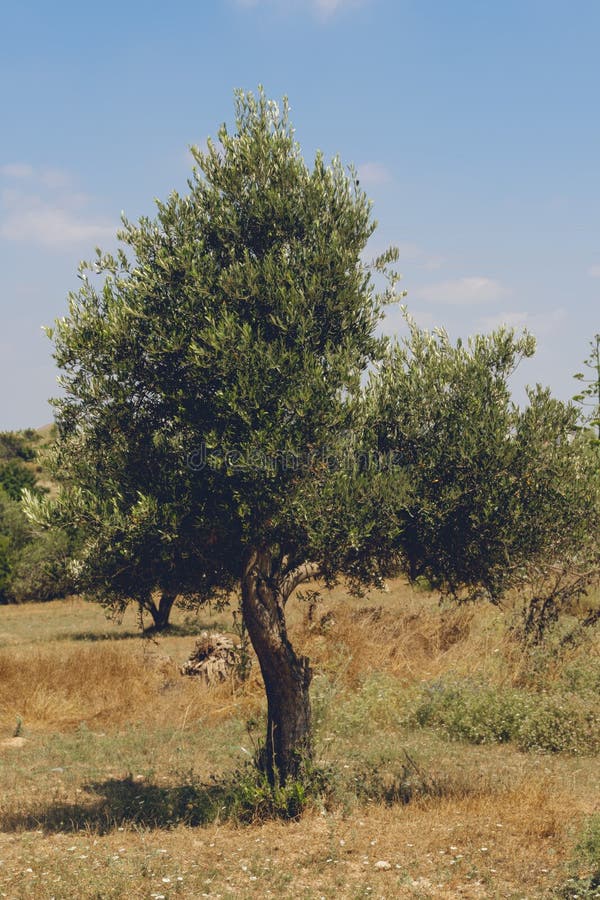 Olive Tree in the Provence, Turkey Stock Image - Image of season ...