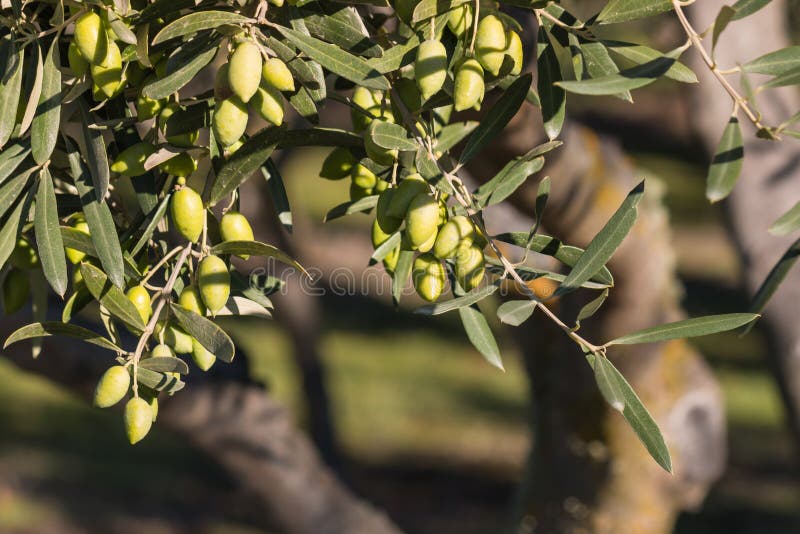 Olive Tree with Ripe Green Olives Stock Image - Image of isolated ...