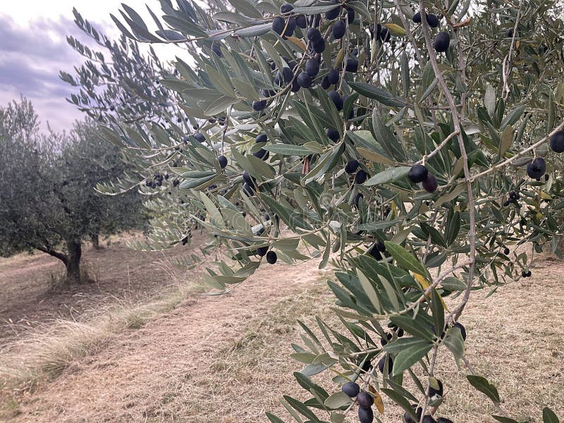 Olive Tree with Ripe Olives Ready for Harvest. Mediterranean Olive ...