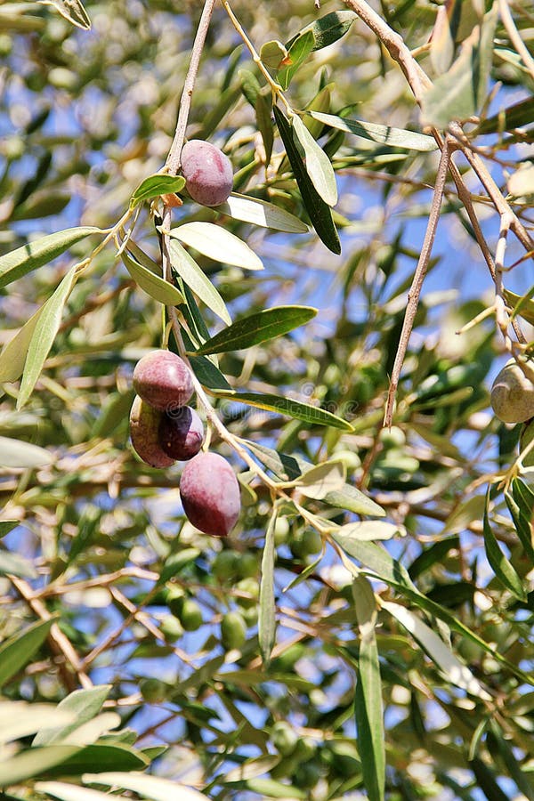 Olive Tree, Ripening on an Olive Branch Stock Photo - Image of food ...
