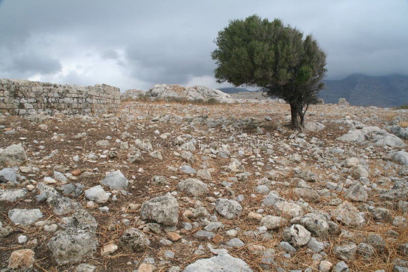 Olive tree on the rocks stock image. Image of travel - 70040141