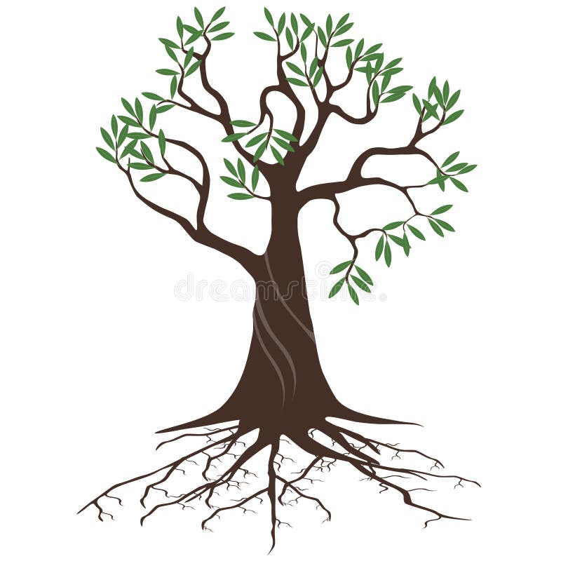 Olive Tree with Roots and Fruits on a White Background. Stock Vector ...