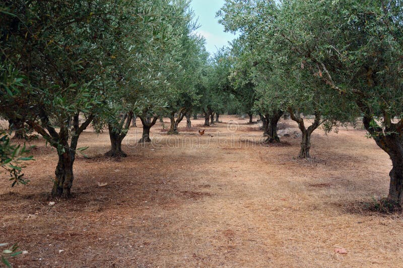 Olive tree rows stock image. Image of cultivate, landscape - 18496375
