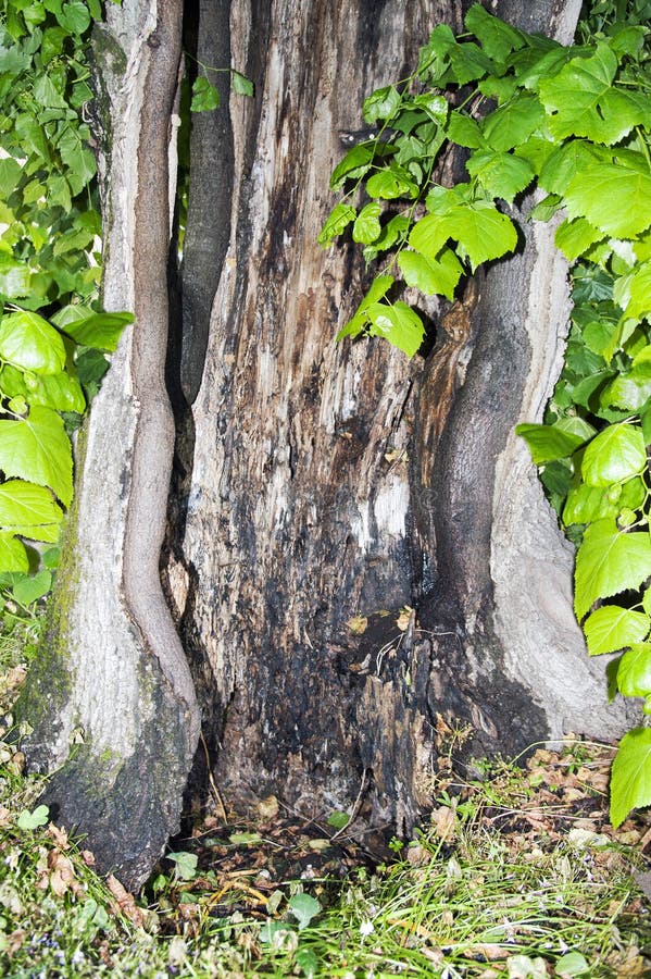Olive Tree’s Trunk Sick but Still Alive. Stock Photo - Image of ...