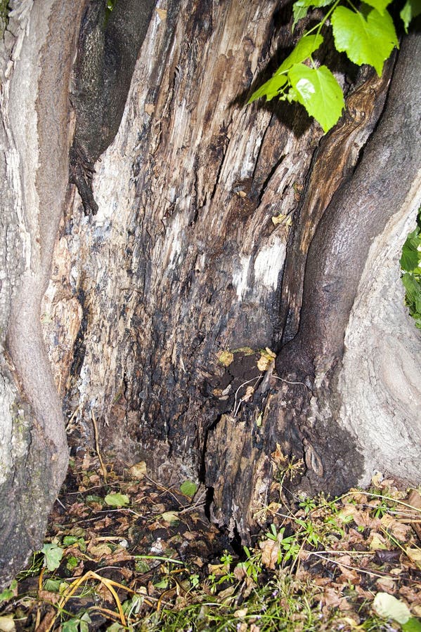 Olive Tree’s Trunk Sick but Still Alive. Stock Image - Image of botany ...
