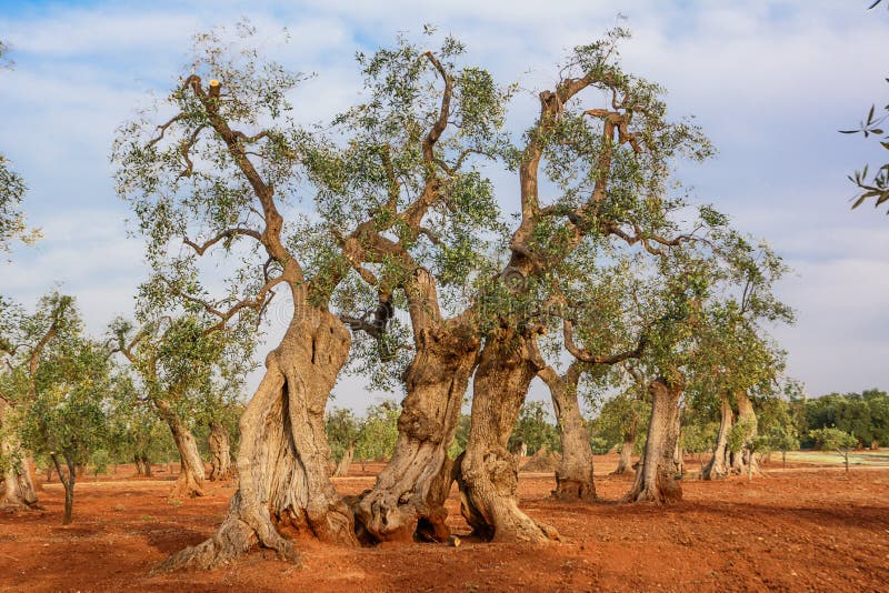 Olive Tree in the Salento Countryside of Puglia Stock Photo - Image of ...