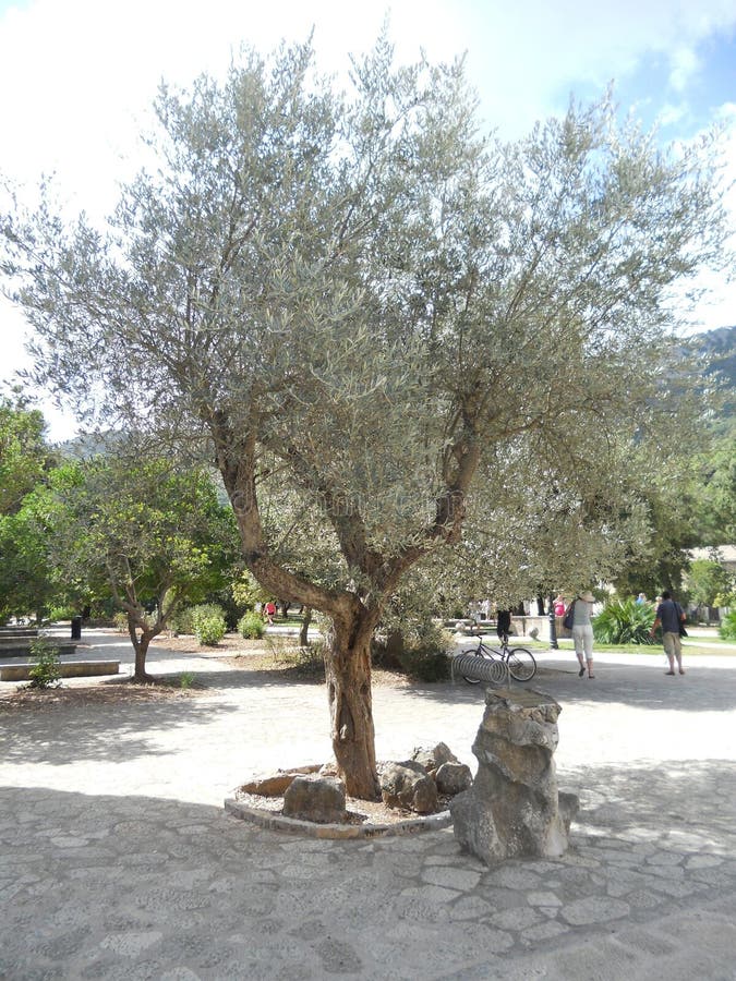 Olive Tree in a Serene Park Setting Stock Image - Image of plants, bark ...
