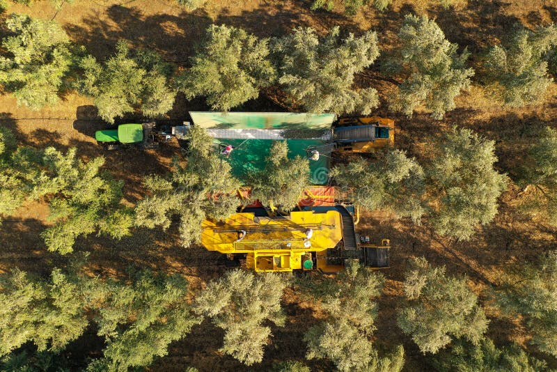 Olive Tree Shaker Harvester Operation Supported by Four Pole Beating ...