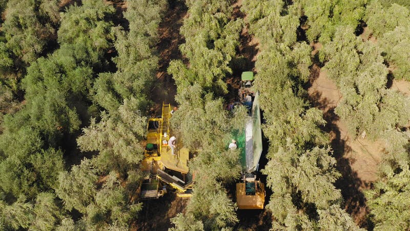 Olive Tree Shaker Harvester Operation Supported by Four Pole Beating ...