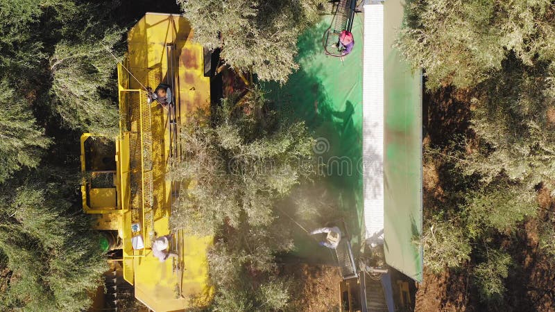 Olive Tree Shaker Harvester Operation Supported by Four Pole Beating ...