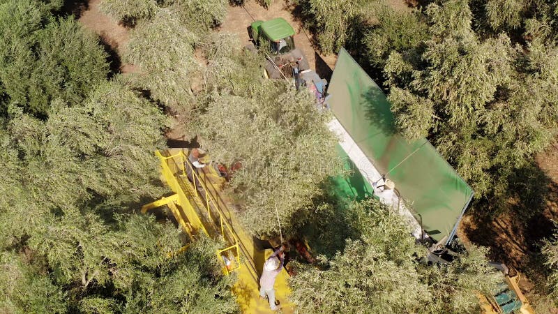 Olive Tree Shaker Harvester Operation Supported by Four Pole Beating ...