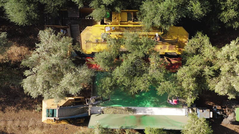 Olive Tree Shaker Harvester Operation Supported by Four Pole Beating ...