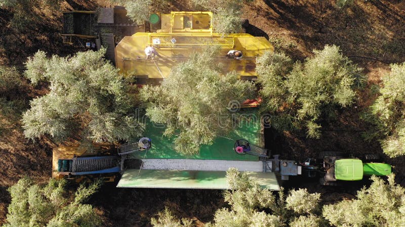 Olive Tree Shaker Harvester Operation Supported by Four Pole Beating ...