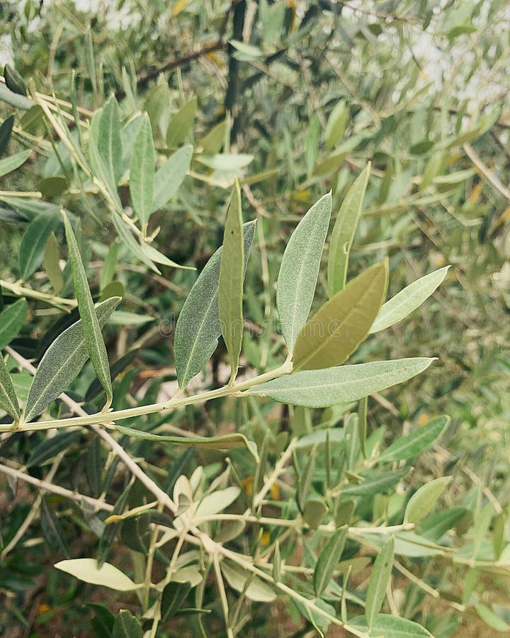 Olive Tree, Silver Leaves of the Olive Tree, Mediterranean Tree, Leaves ...
