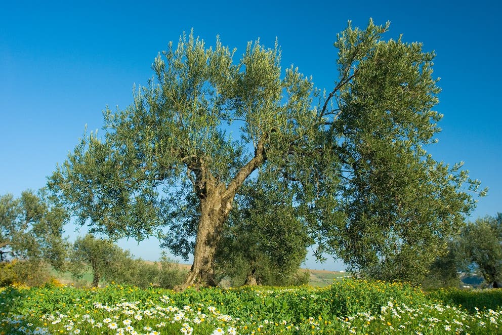 Olive Tree in spring stock photo. Image of gold, cultivation - 3409692