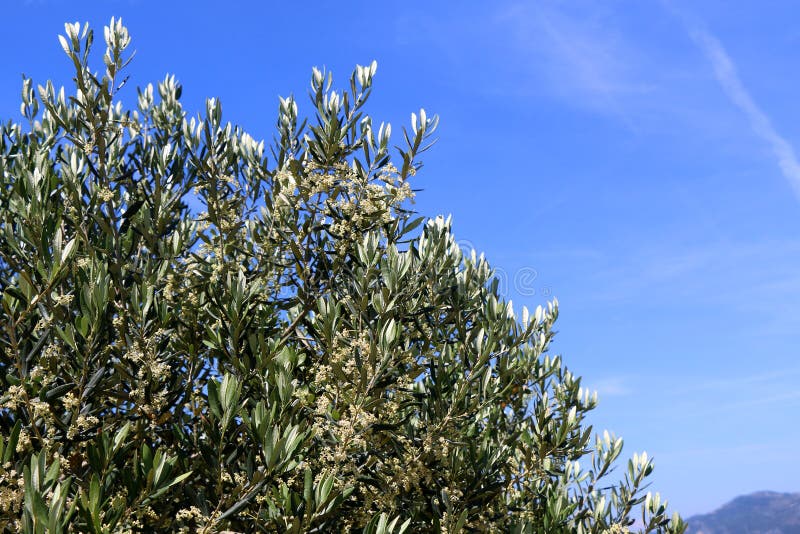 Olive Tree stock photo. Image of leaves, daylight, evergreen - 54897930