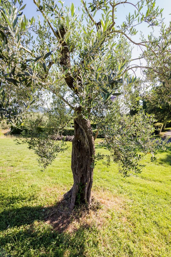 Olive Tree Standing on a Green Meadow Stock Photo - Image of ...