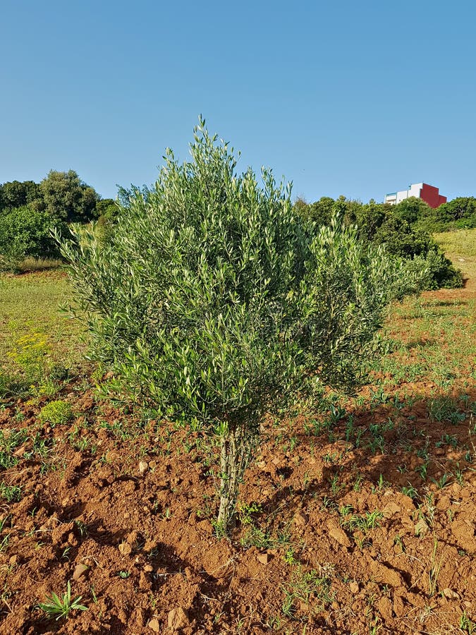 1,123 Olive Tree Views Stock Photos - Free & Royalty-Free Stock Photos ...