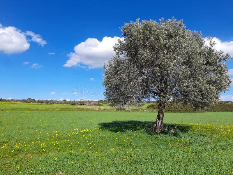 Olive Tree Stands at the Spring Field Stock Photo - Image of green ...