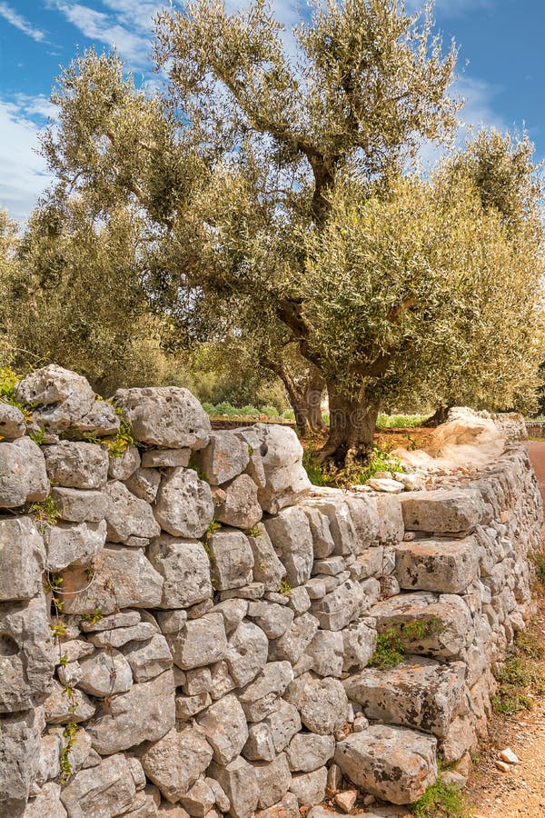 Olive Tree and Stone Wall on a Road in the Itria Valley in Puglia Italy ...