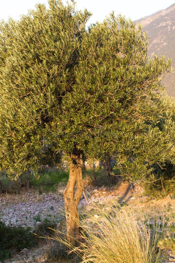 Olive Tree in Sunshine Rays. Branch with Green and Blue Fruits Stock ...