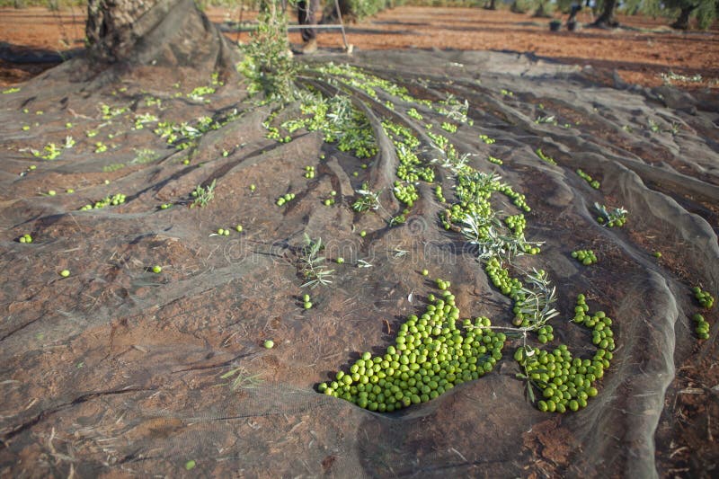 Olive Tree Surrounded by the Collection Net Stock Image - Image of ...