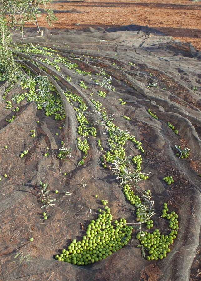 Olive Tree Surrounded by the Collection Net Stock Image - Image of ...