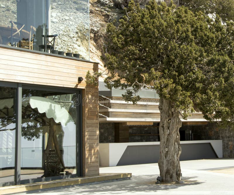 Olive Tree Takes Place in Middle of Modern Looking Open Terrace of ...