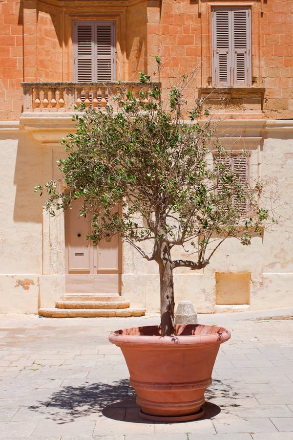 Olive Tree In Terracotta Pot Stock Image - Image of honey, leaf: 5962517