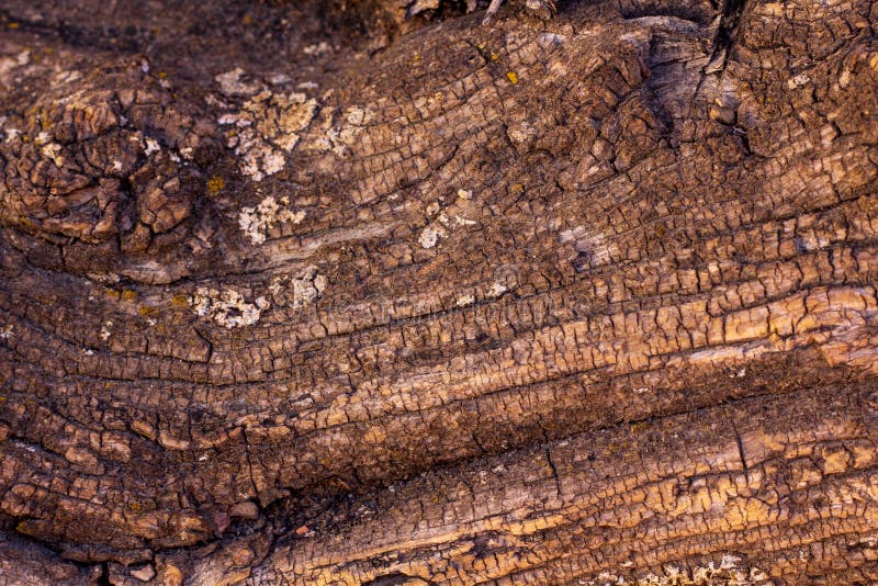 Olive Tree Texture for Backgrounds Stock Image - Image of plant, olive ...