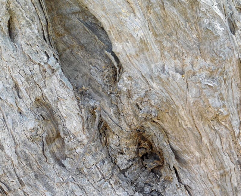 Olive Tree Texture Outdoors Stock Image - Image of macro, olive: 92474999