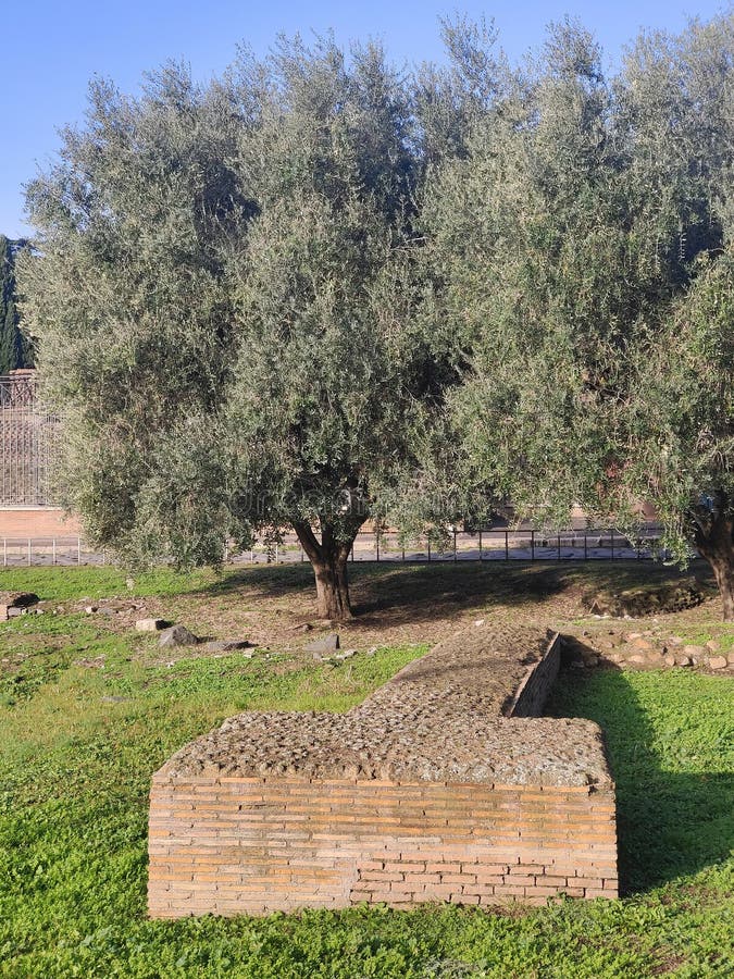 Olive tree stock photo. Image of architecture, antique - 309154818