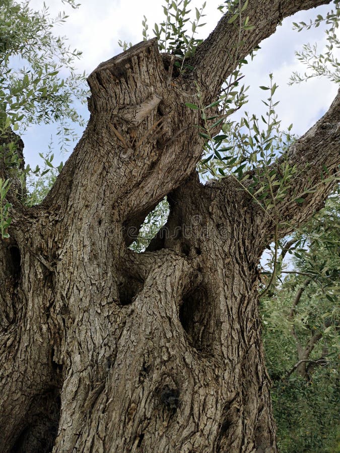 Olive Tree Trunk and Branches Stock Image - Image of agriculture, blue ...
