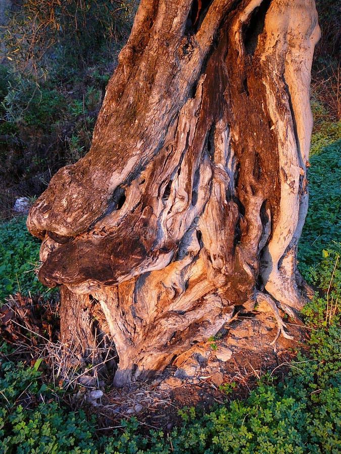 Gnarled Tree Trunk Stock Images - Download 1,949 Royalty Free Photos
