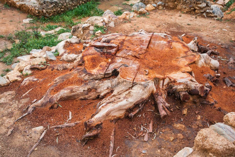 Olive Tree Trunk, Sparta, Peloponnese, Greece Stock Image - Image of ...
