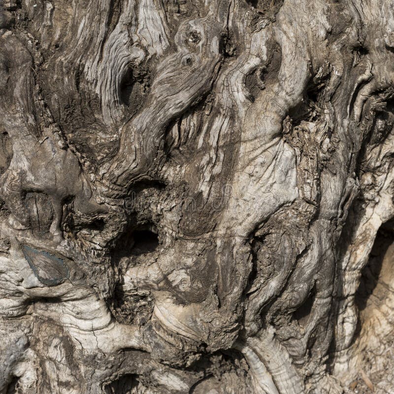 Olive Tree Trunk Texture with Natural Light Stock Image - Image of ...