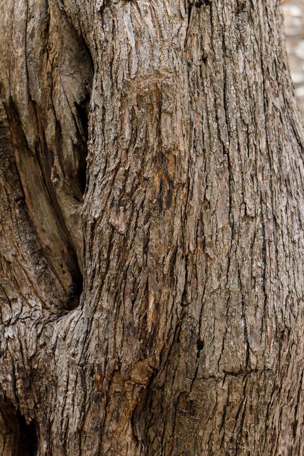 Olive tree trunk texture stock image. Image of natural - 42472795