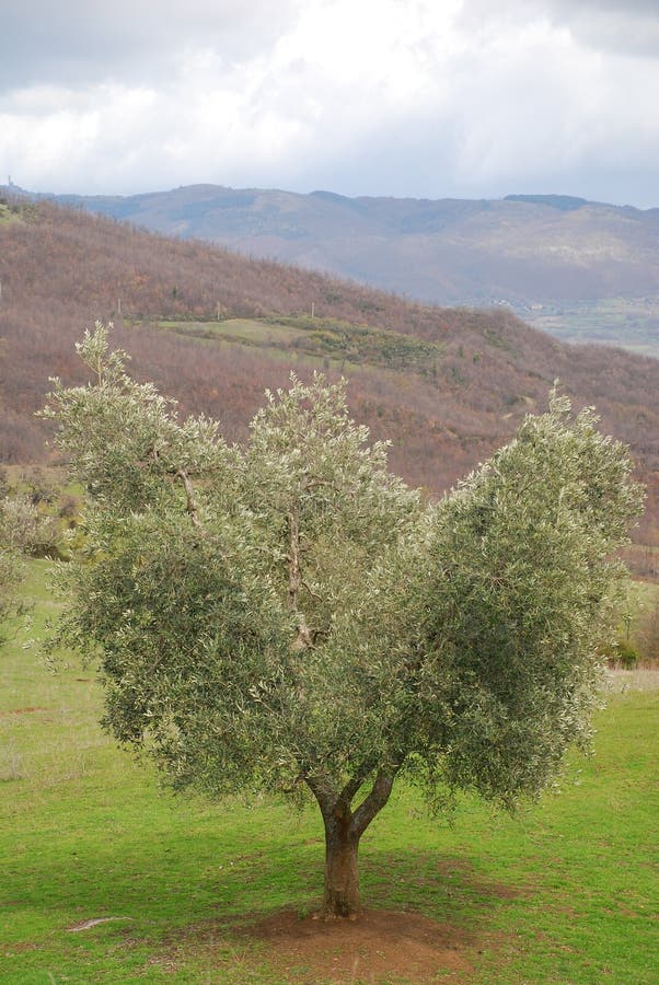 Olive Tree, Tuscany stock photo. Image of italy, singular - 4937860