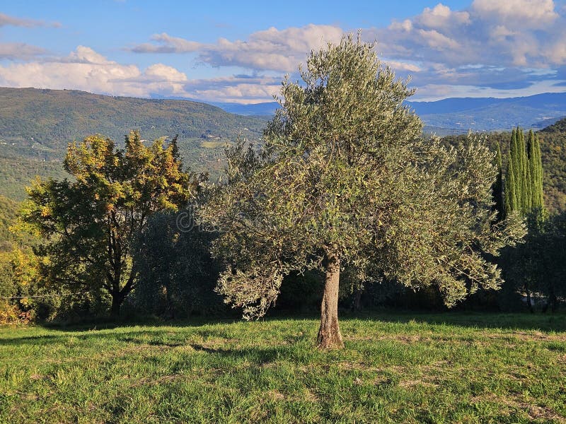 Olive Tree in Tuscany Hills, Italy - Autumn Stock Image - Image of ...