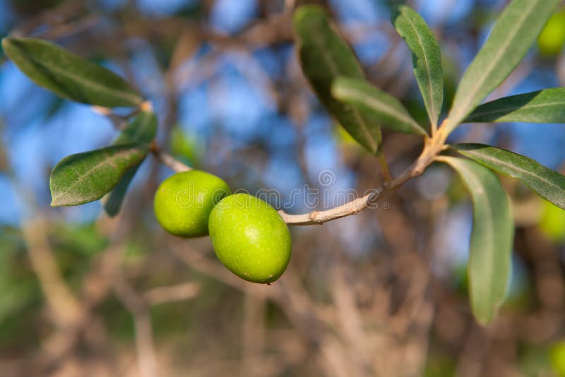 Olive Tree with Two Olives in a Branch Stock Photo - Image of mature ...