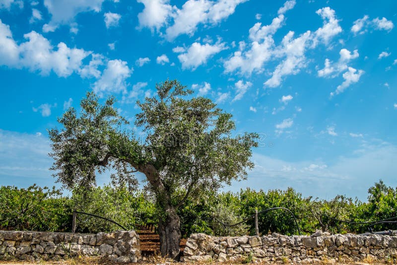 Olive tree stock image. Image of puglia, tree, leaves - 31563743