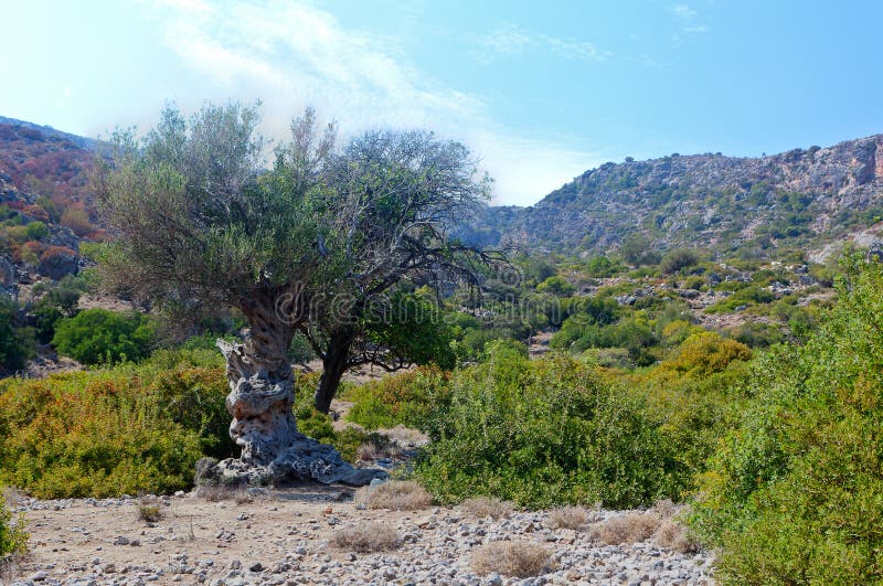 Olive Tree Valley Rocks, Lissos, Crete Greece Stock Image - Image of ...