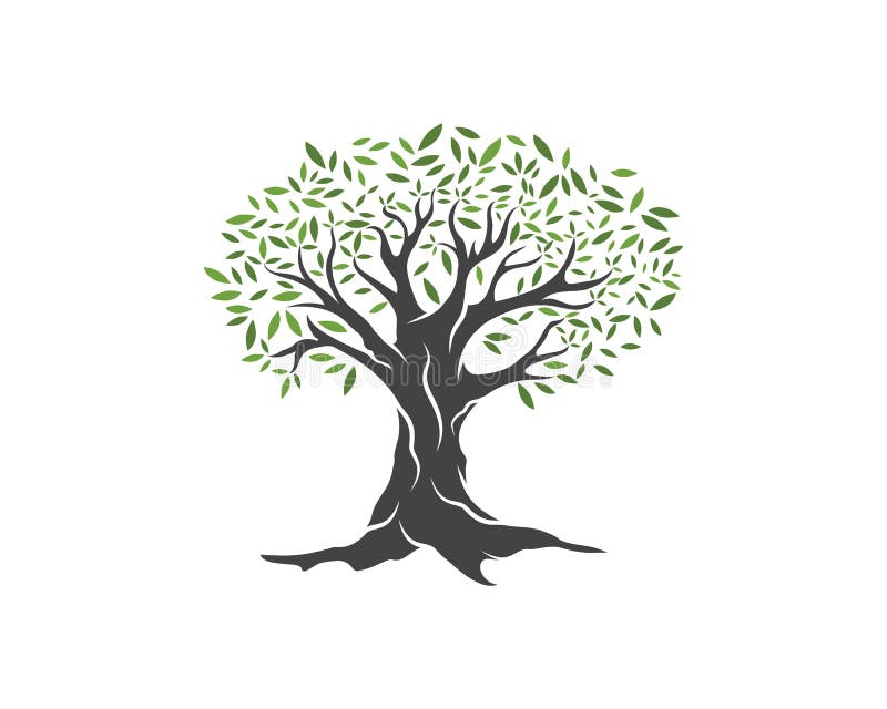 Olive Tree Vector Illustration Stock Vector - Illustration of vegetable ...