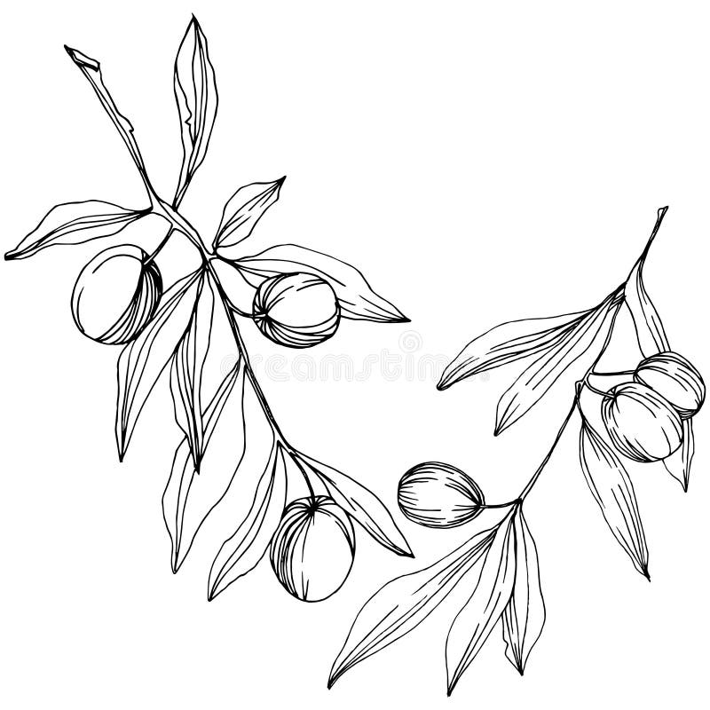 Olive Tree in a Vector Style Isolated. Black and White Engraved Ink Art ...
