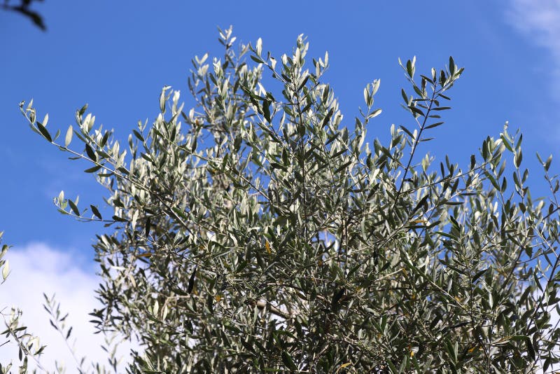 Olive tree stock photo. Image of olive, nature, rural - 189592346