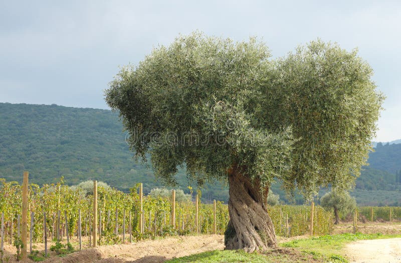 Olive tree and vineyard stock image. Image of farming - 21636571