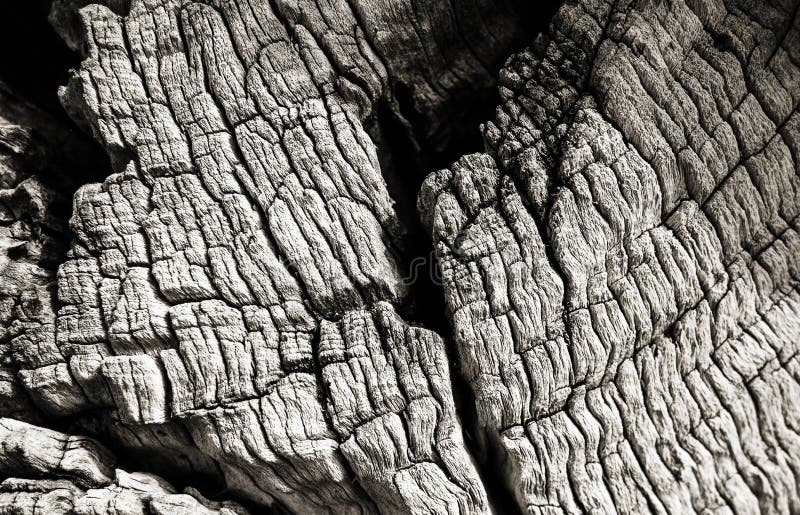 Olive tree wood texture stock image. Image of texture - 56143067