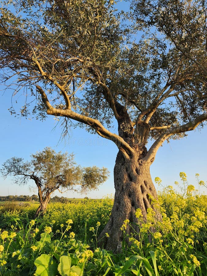 Olive Tree with Yellow Flowers Stock Photo - Image of shrub, olive ...