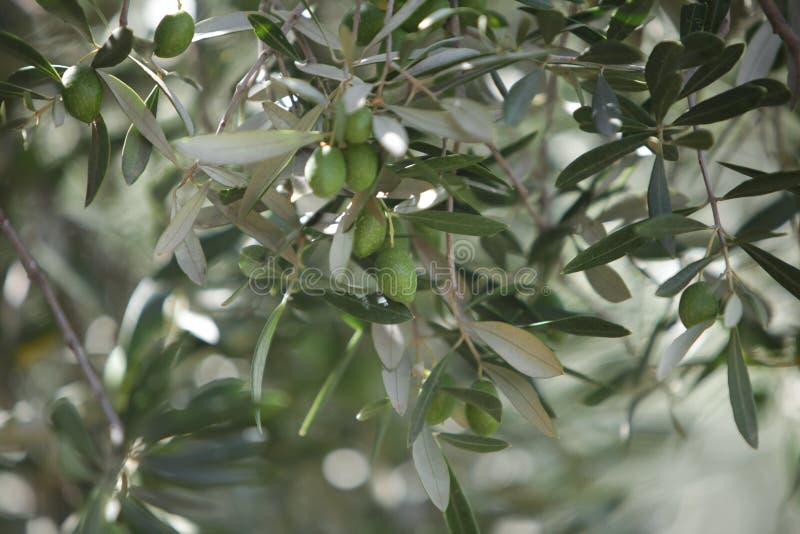 Olive Tree with Young Fruits. Olive Branch with Ripe Olives. Stock ...